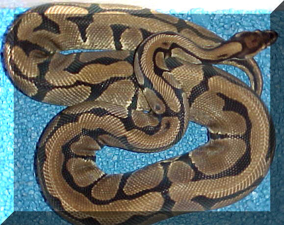 welcome [halloffamereptiles.tripod.com]